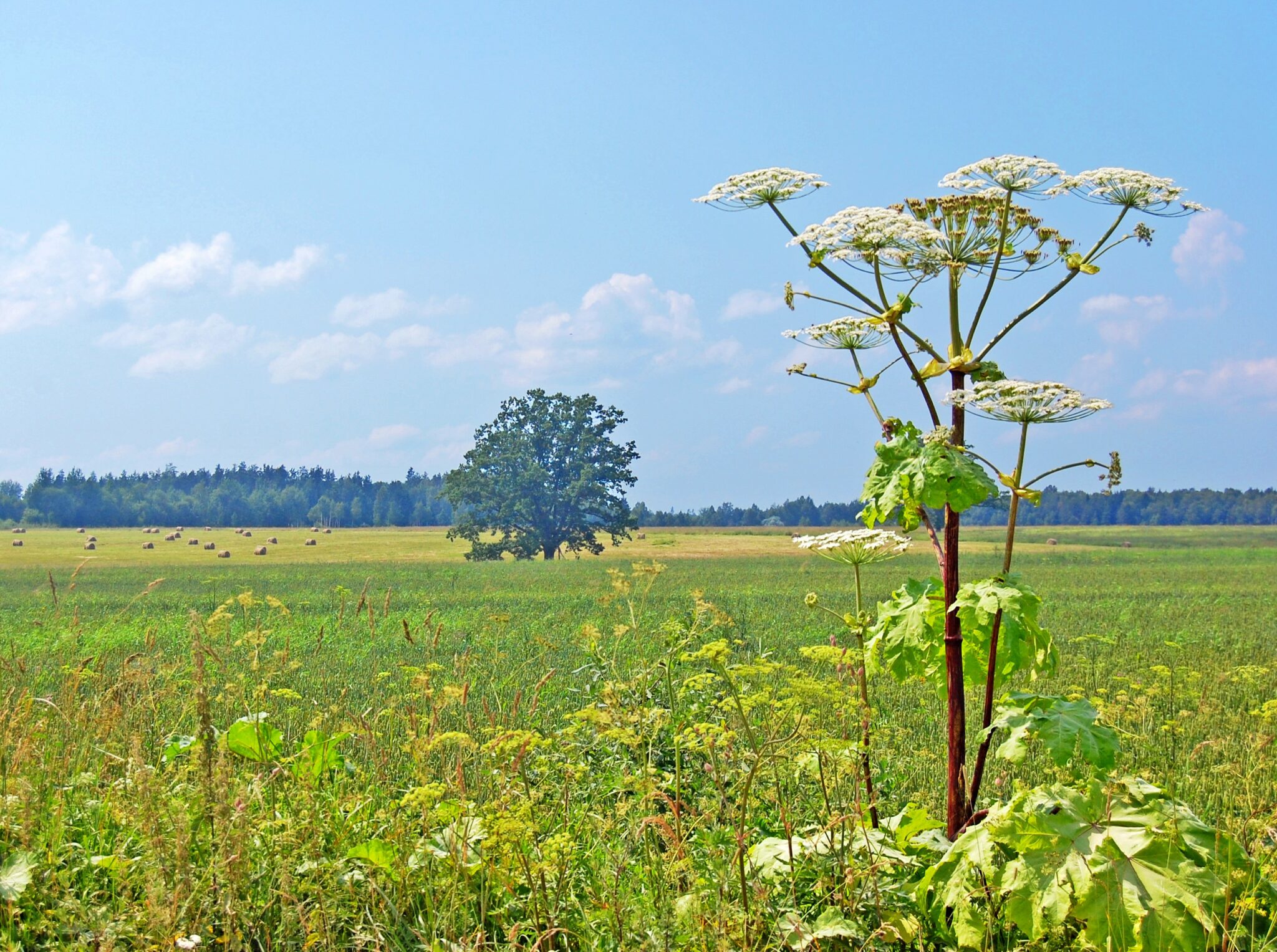 Invasive Species – Ecology Resources