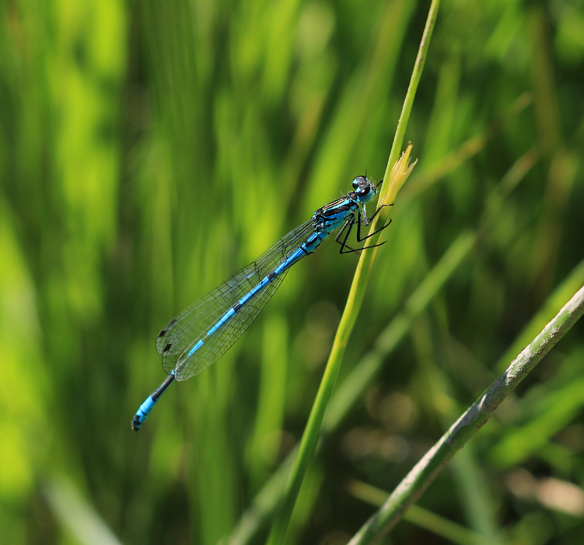 Terrestrial invertebrates – Ecology Resources