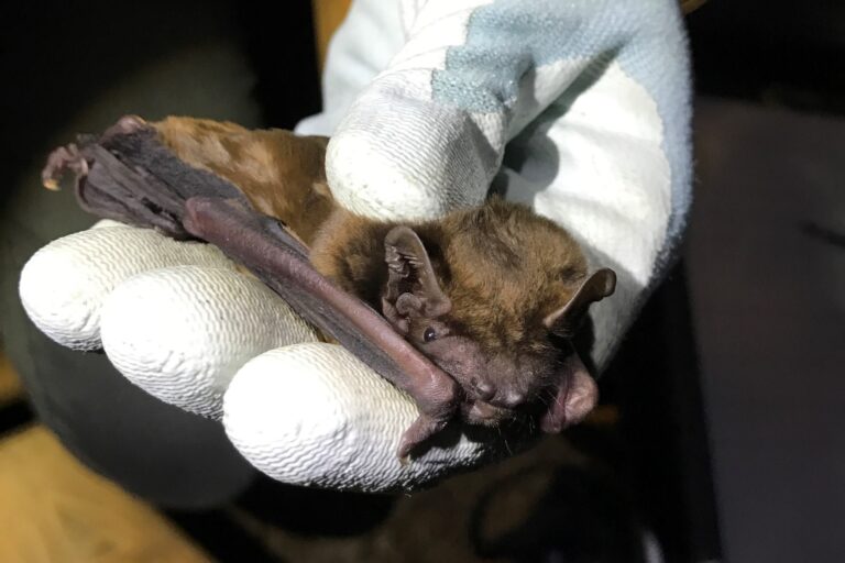 Level 2 Bat Licence Training Course – Ecology Resources