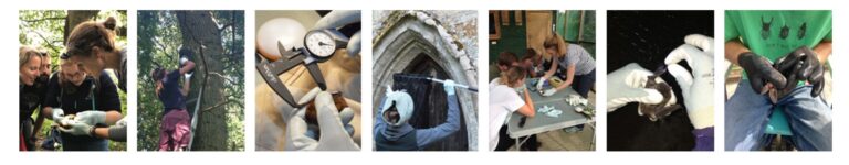 Level 1 Bat Licence Training Course – Ecology Resources